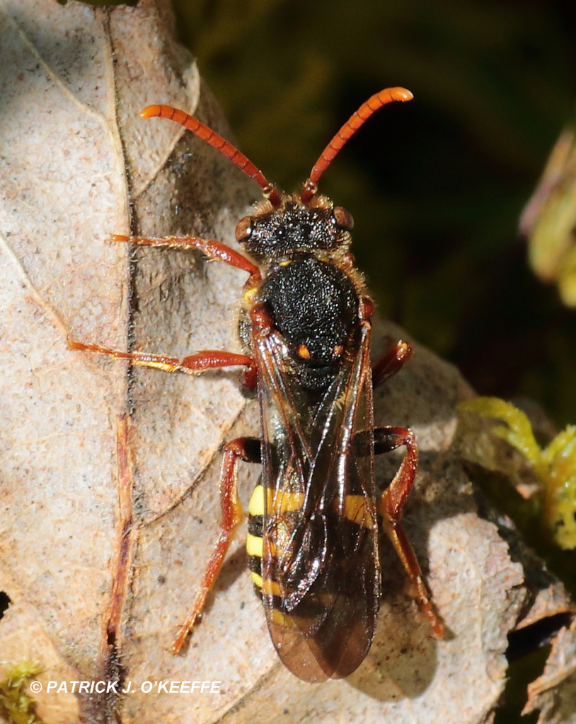 Raw Birds: MARSHAM'S NOMAD BEE (Nomada marshamella) Girley Bog, Natural ...