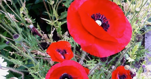 THE CITIZEN ROSEBUD: Picture Perfect: Red Poppies