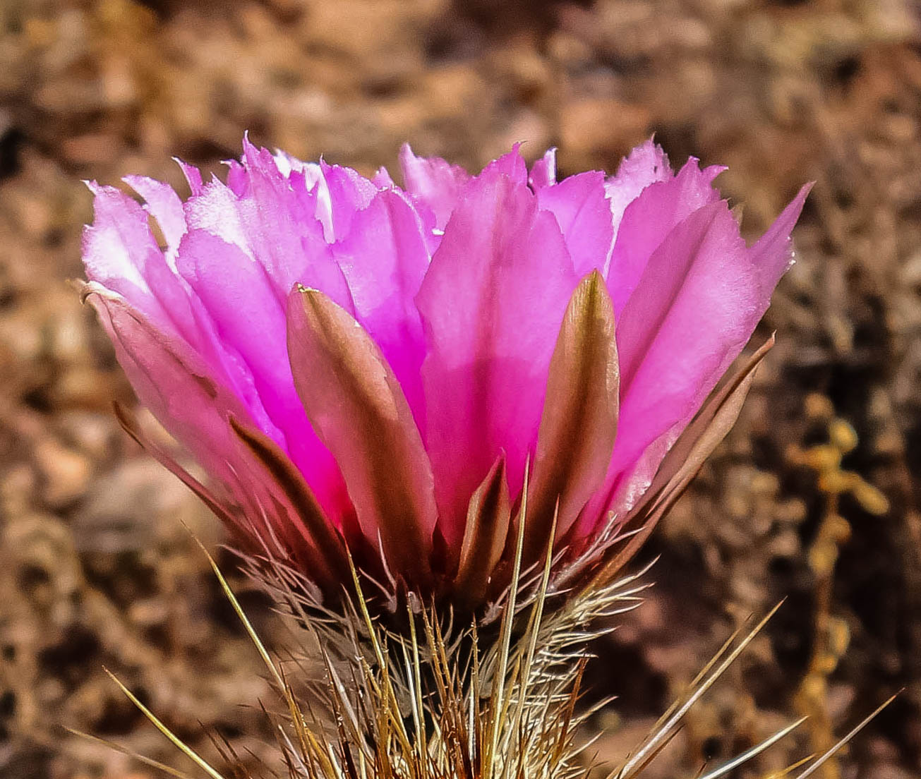 Cannundrums: Hedgehog Cactus - 2017
