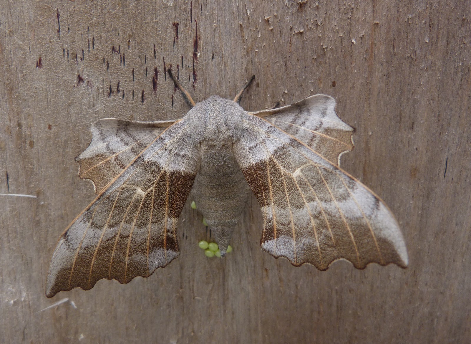 Farne Islands Uncovered: July 2012