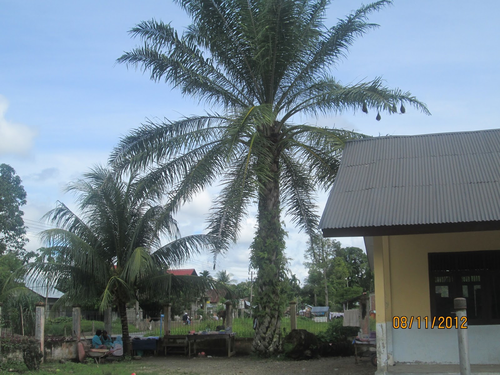 SD NEGERI ALUE IE MAMEH