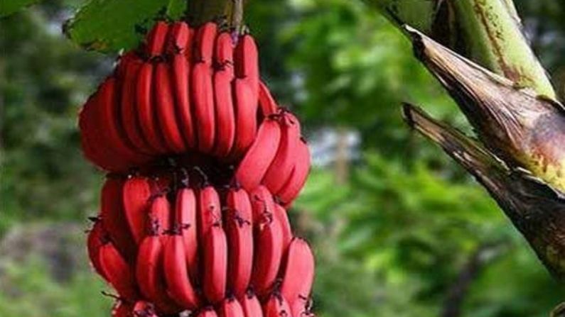 Red Banana Health Benefits - Garigos