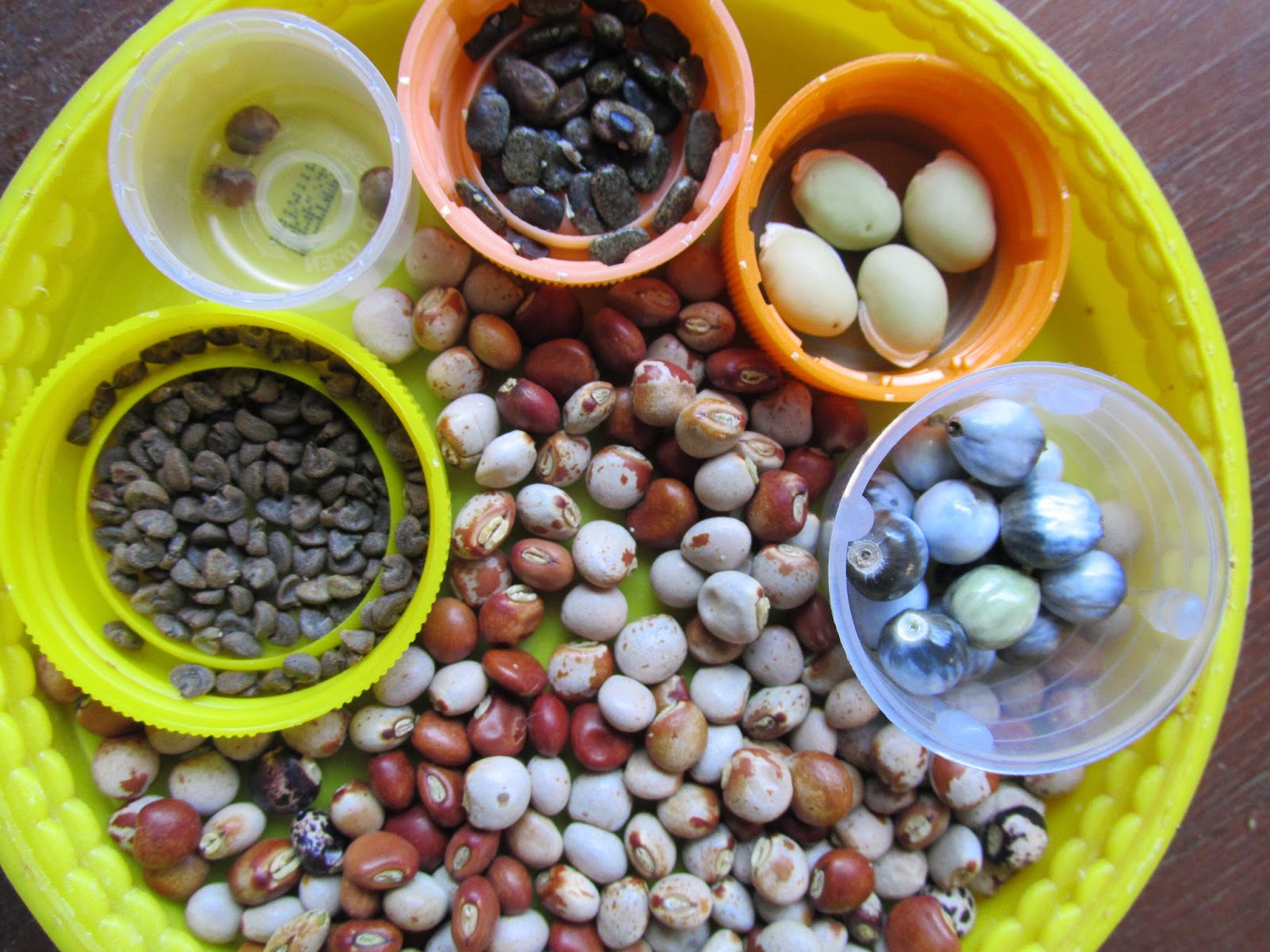 .: Como coletar e armazenar sementes