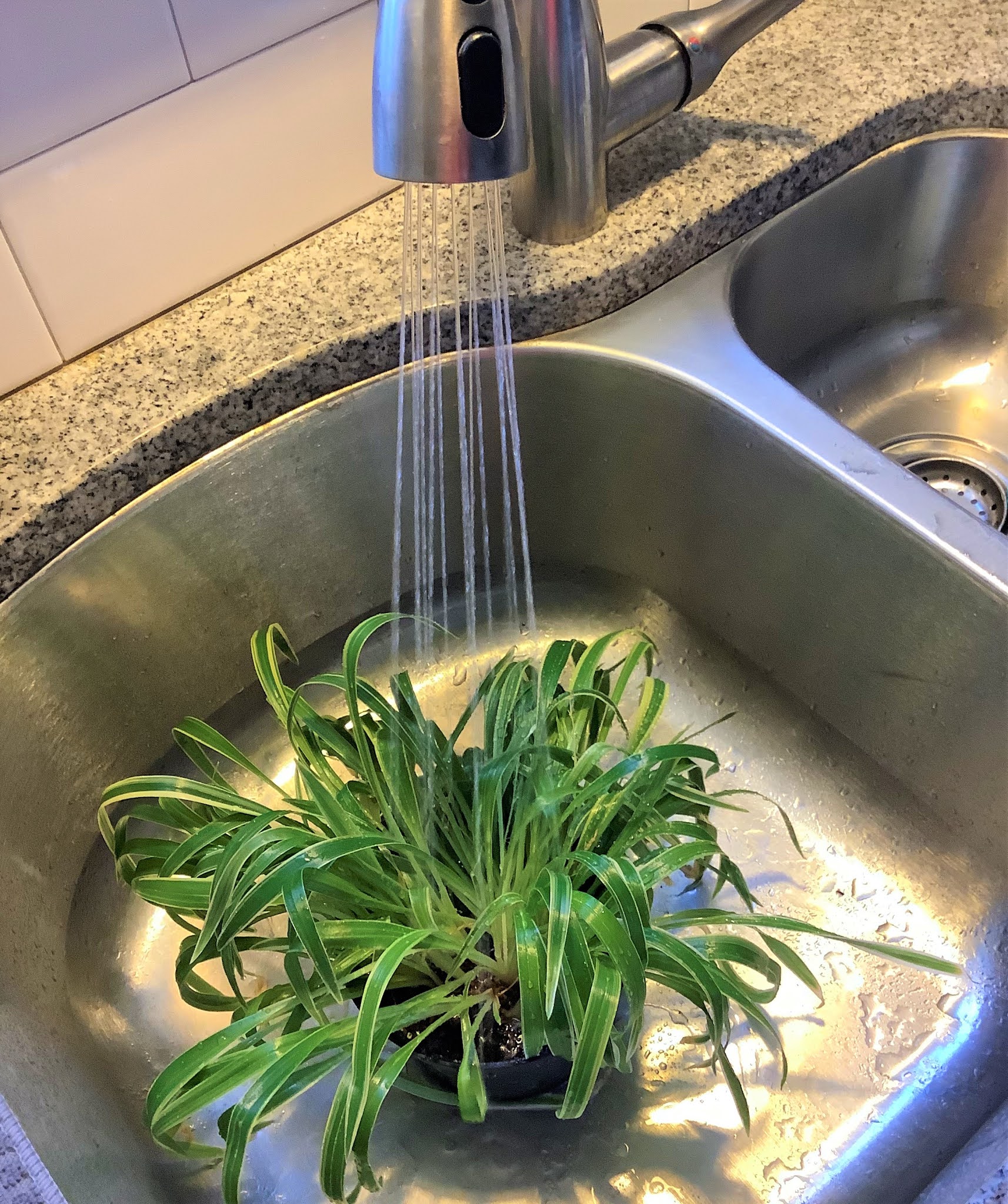 How Indoor Plants Can Help Sell Your Home | DIY Home Staging Tips