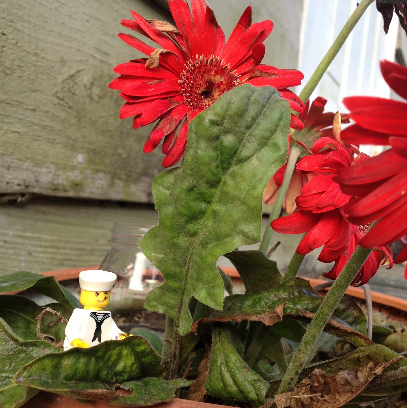 WobiSobi: Sunday with Sailor Sam. Adventures Outside.