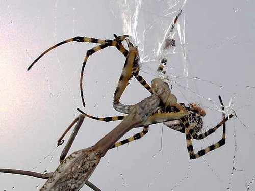 Spider vs. Praying Mantis [8 Photos] | ALL PHOTOZ