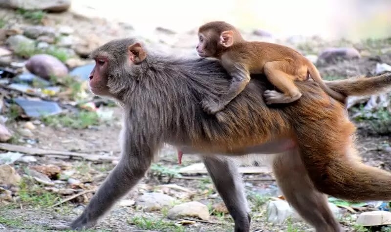 Wildlife Definition Benefits And Importance Of Wildlife wildlife-definition-benefits-and-importance-of-wildlife