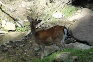 Rolling Ridge Ranch | City Girl, Farm Life