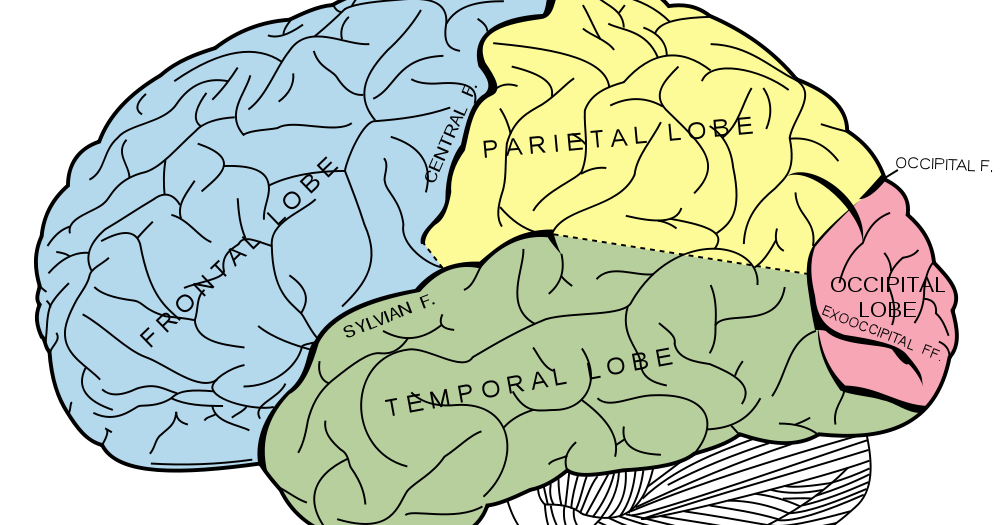 Brain Neurons In The Lateral Intraparietal Area Discovered To Keep ...