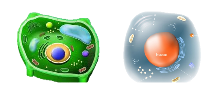 Riya's Creative : Pant and animal cell