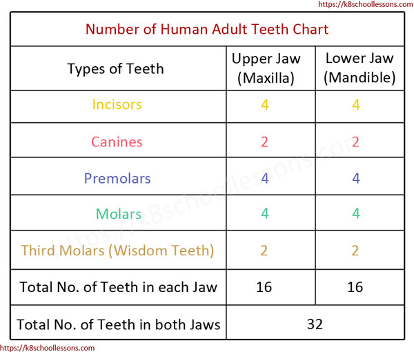 Human Tooth Structure for Kids | Types of Teeth | Structure of the Tooth
