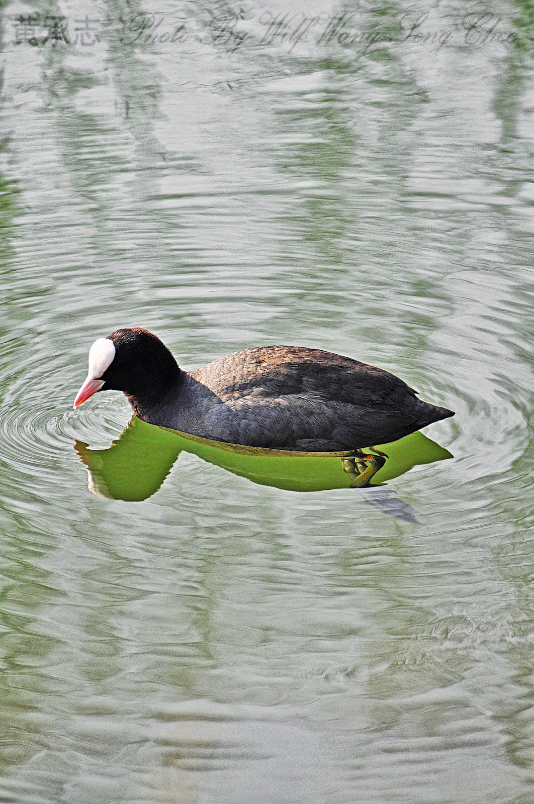 Torino In My eyes: Saving The Coot
