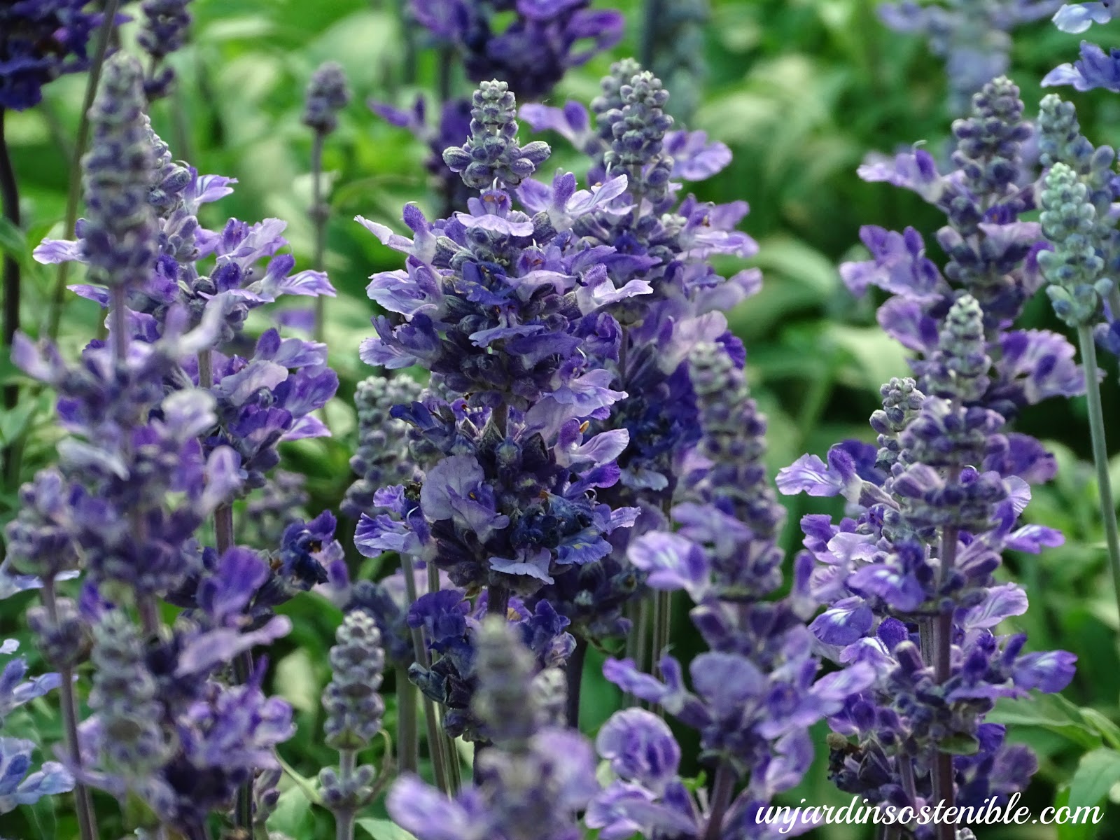 Salvia farinacea (Salvia azul)