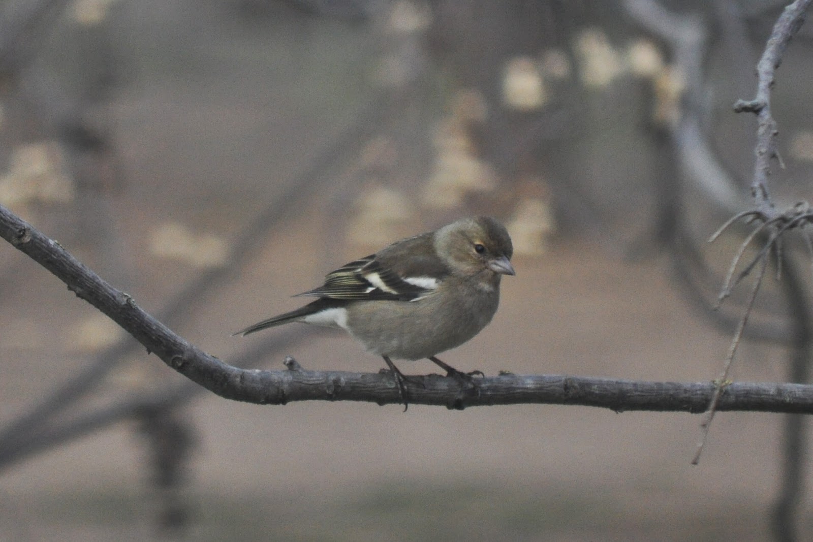 ZOOTOGRAFIANDO (6.096 ANIMALS): PINZÓN COMÚN / COMMON CHAFFINCH ...