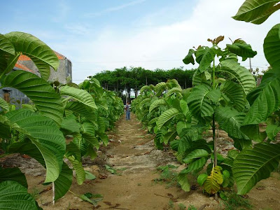 DISTRIBUTOR NASA MEDAN: CARA BUDIDAYA TANAMAN JABON