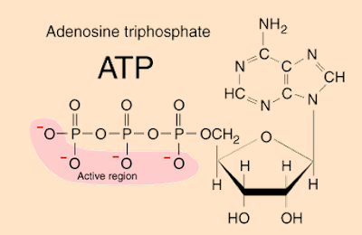 #86 Energy and ATP | Biology Notes for A level