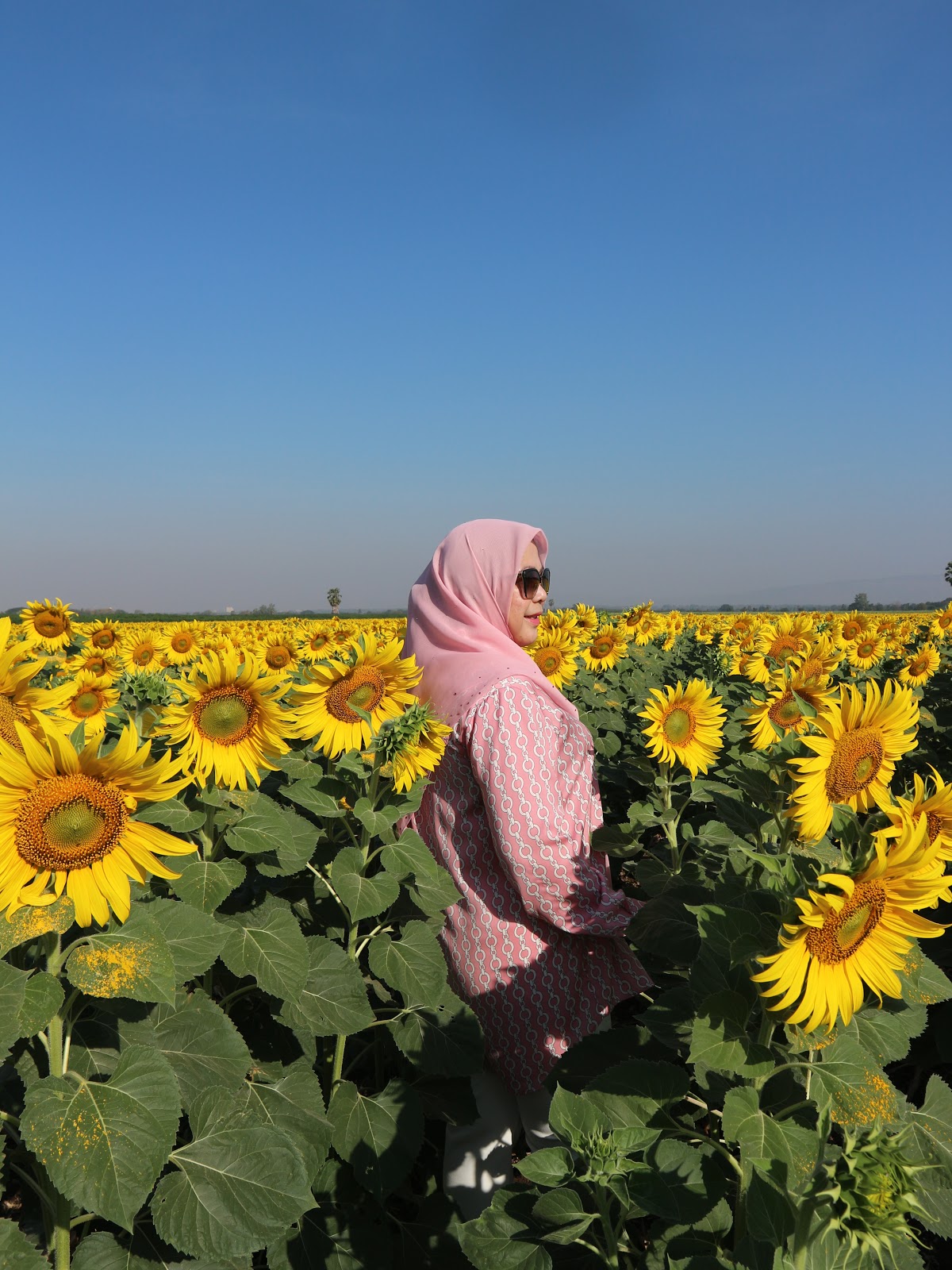 Hari 3: Kenangan Terindah Di Ladang Bunga Matahari di Lopburi - Azie ...