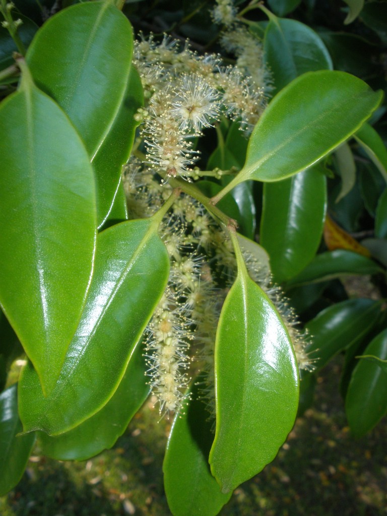 MARIETTE'S BACK TO BASICS: {Castanopsis Cuspidata (Japanese Chinquapin ...