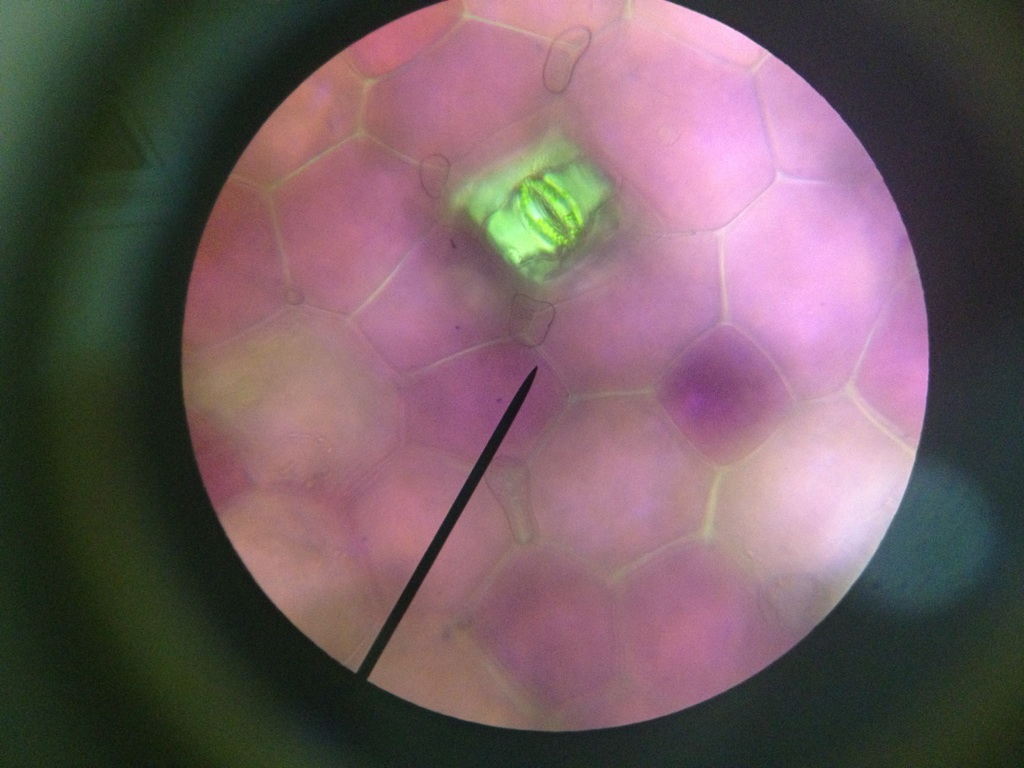 swifty science: stomata lab