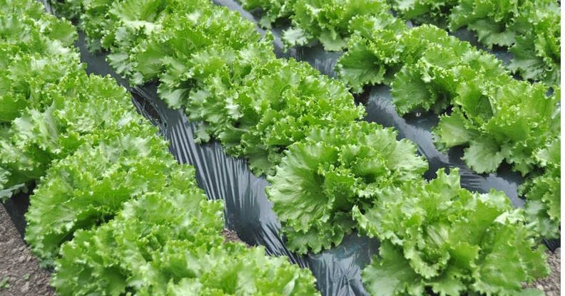 10 Manfaat Selada Untuk Kesehatan - Tips Mas Upik