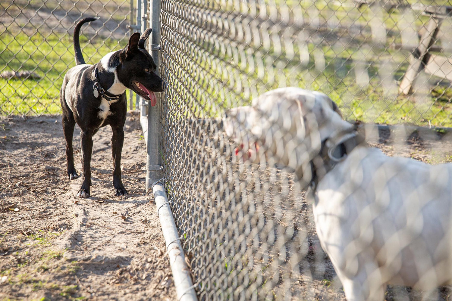 Dog Rescue Newcastle secures location for new animal shelter ...