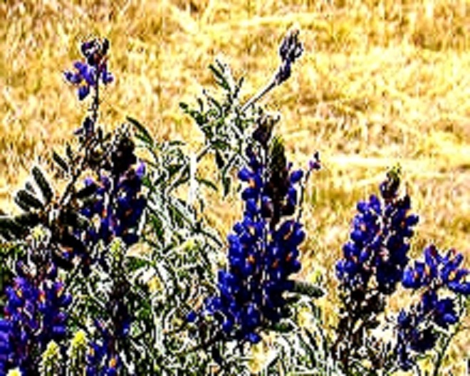 PRINCESINHA_DI_SOL: CAMPO DE TARWI (Lupinus Mutabilis)