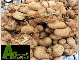 An Expert's guide on making huge profits from yam farming business ...