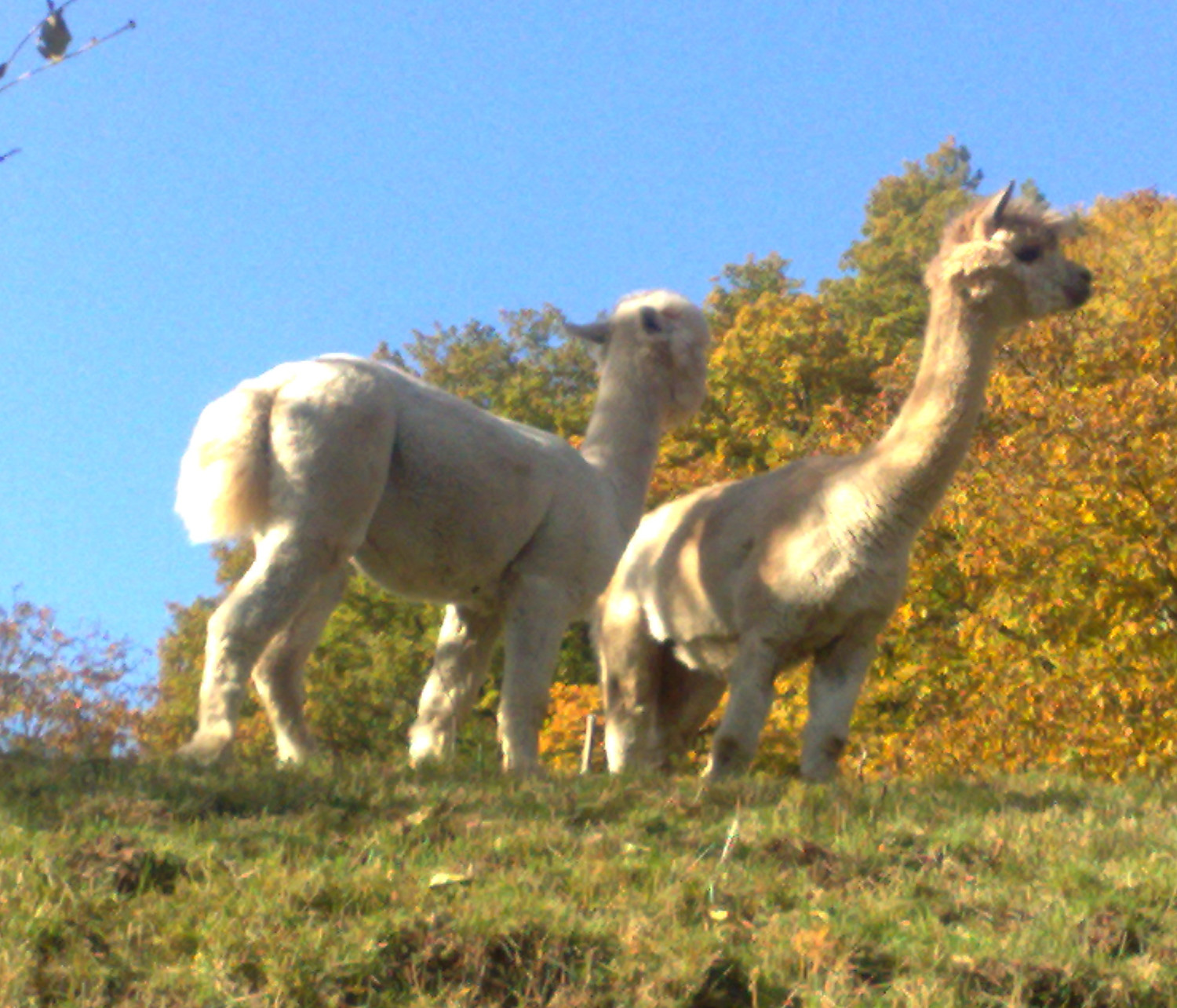 Torwen's Blog: Animalistic Sunday