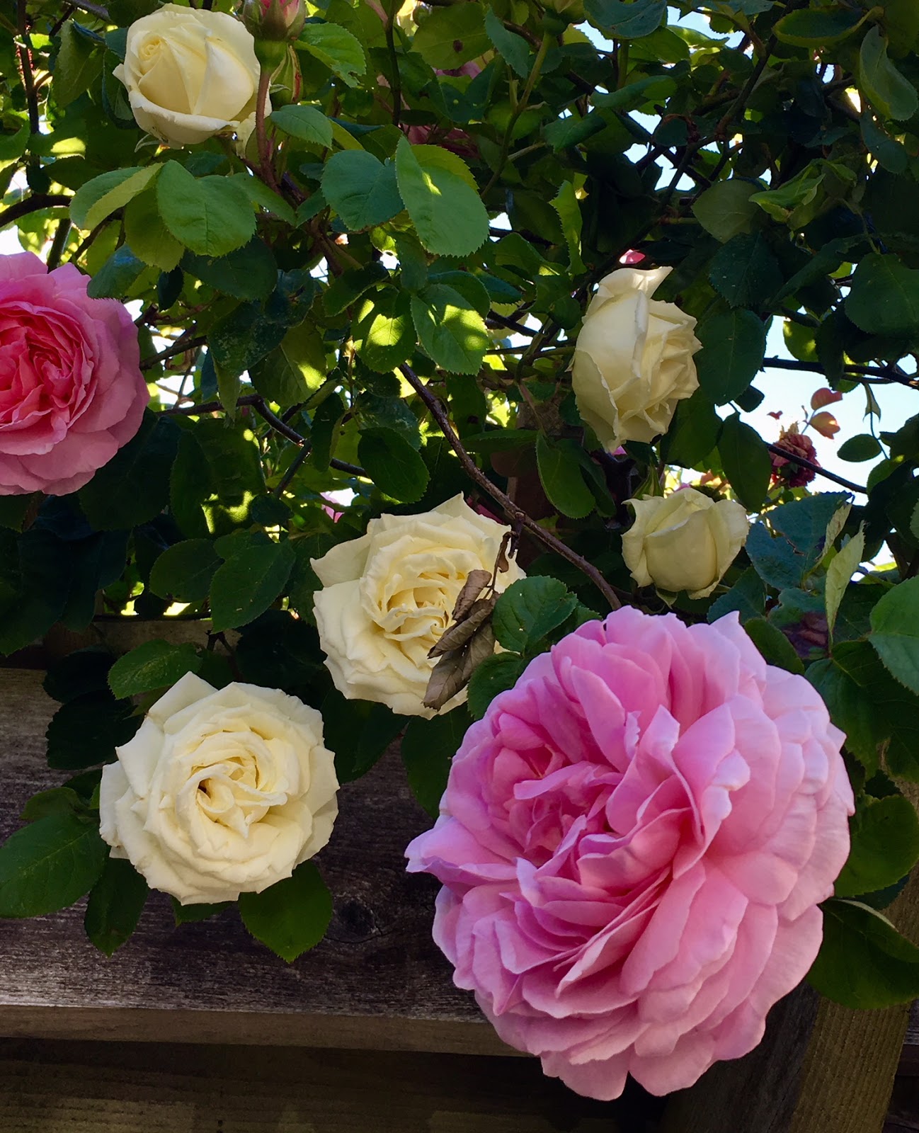 hostess of the humble bungalow: Chatting about roses...and a look back ...