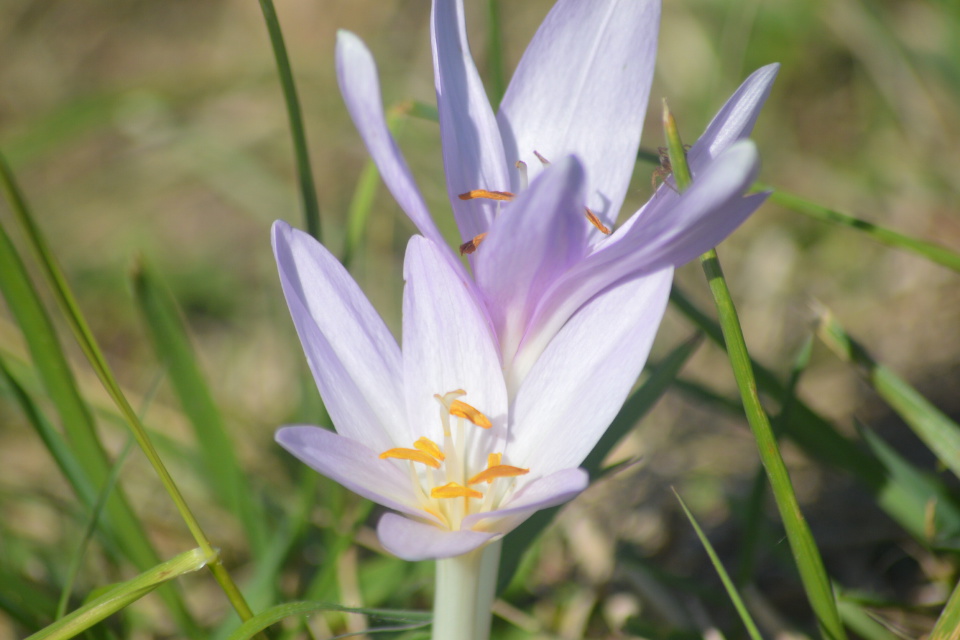 Les~photos~de~Floralie : Le Colchique