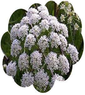 Jammu and Kashmir Medicinal Plants Introduction Centre: Conium ...