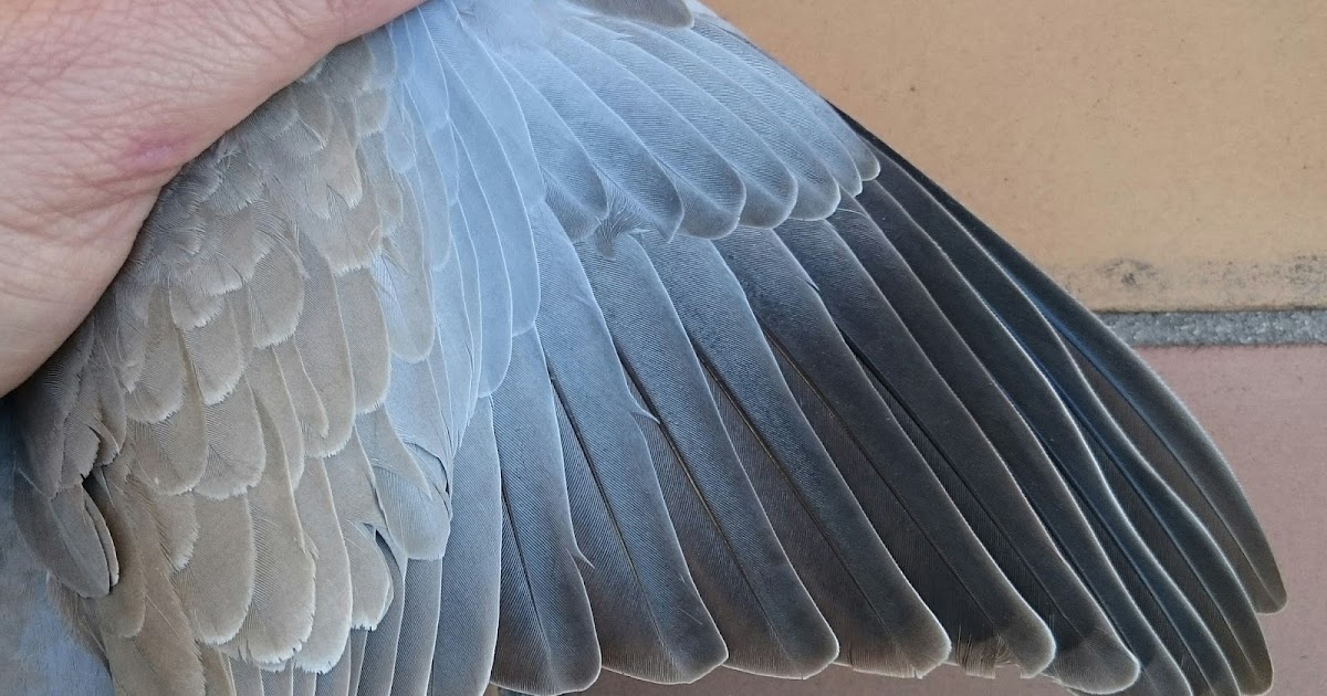 La tórtora turca, que ja és catalana