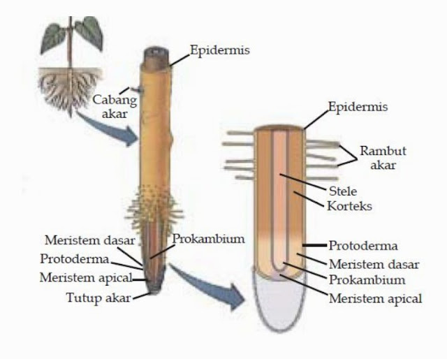 Jenis-jenis Akar dan Akar Khusus - efrideplin.com
