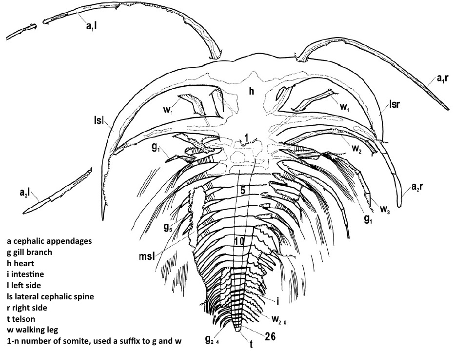 Written In Stone...seen through my lens: Geology and Paleontology of ...
