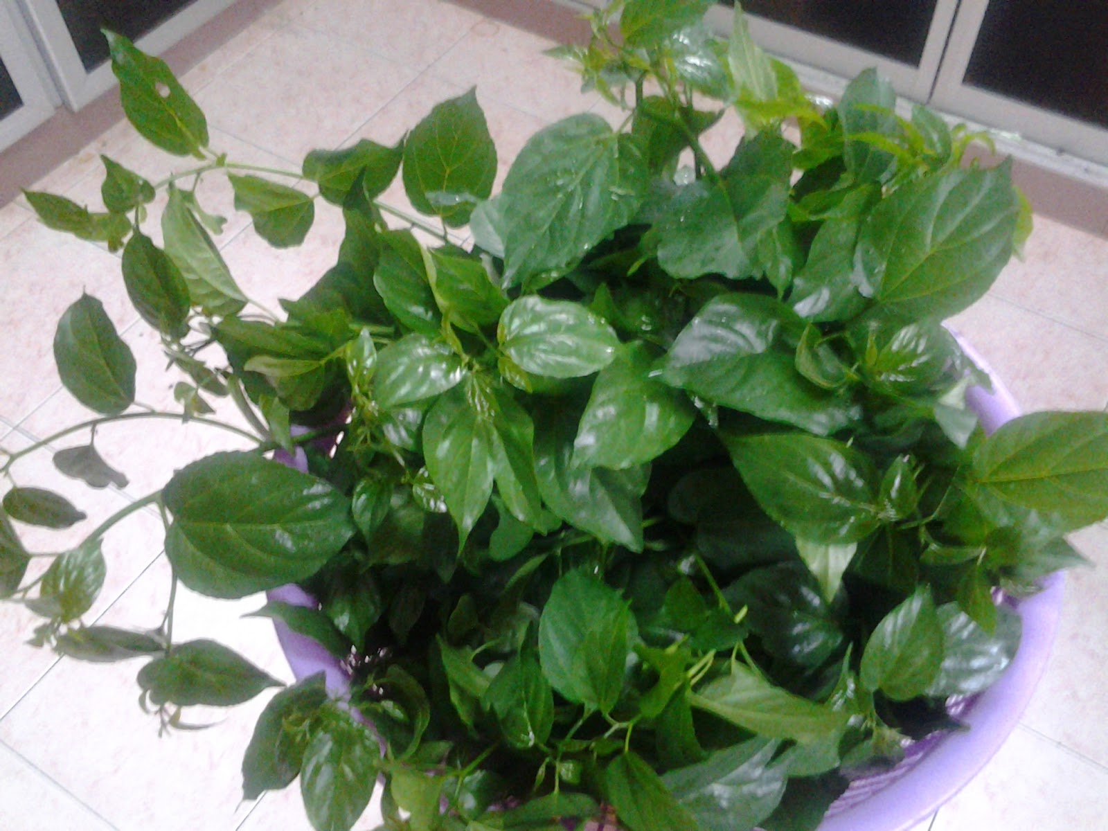 Memangkas Bayam Laut or Peria Laut dan pokok cemperai untuk hasil yang ...