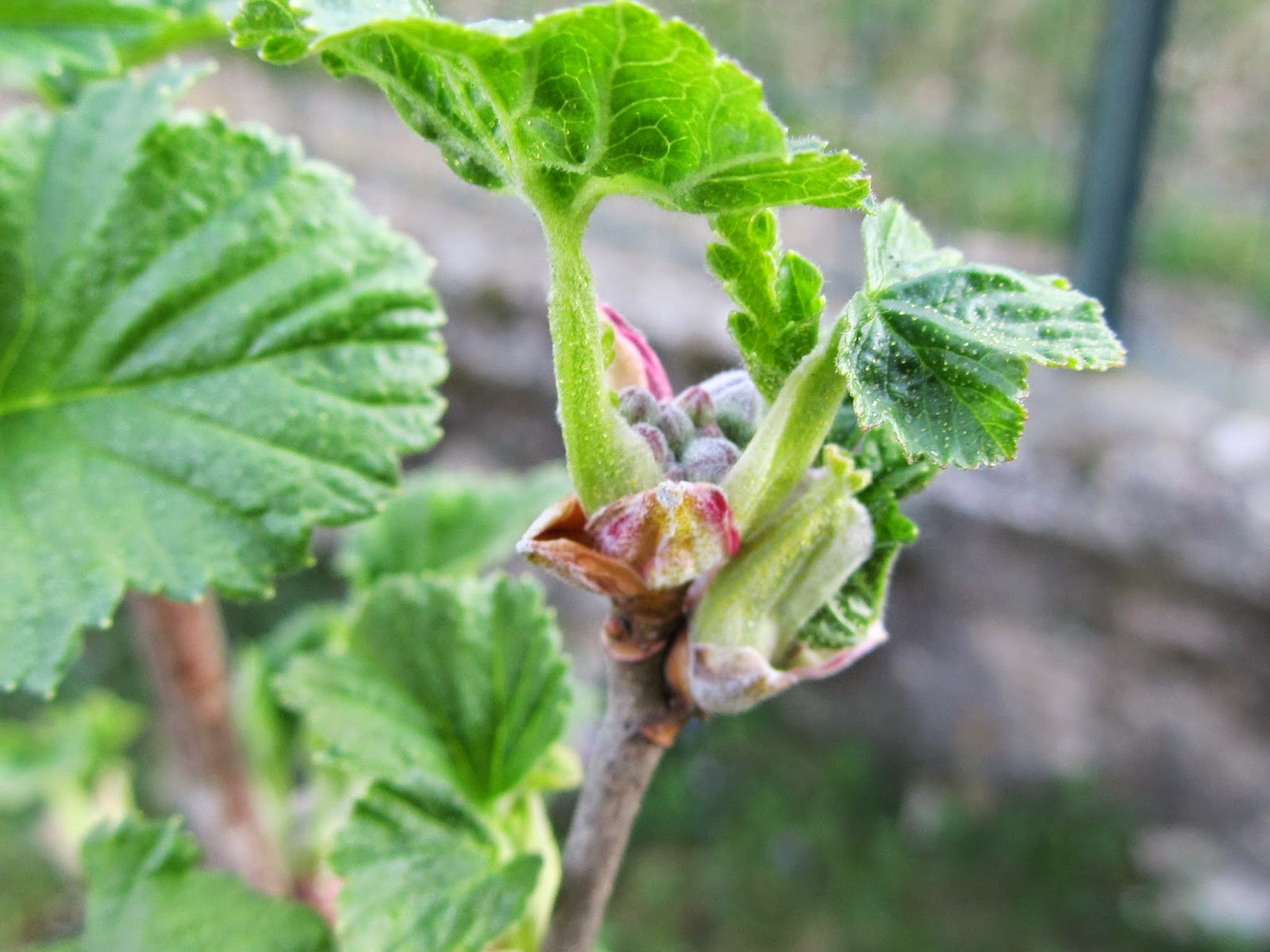 Come Coltivare il Ribes Nero (Ribes nigrum) | Il Gusto Della Natura