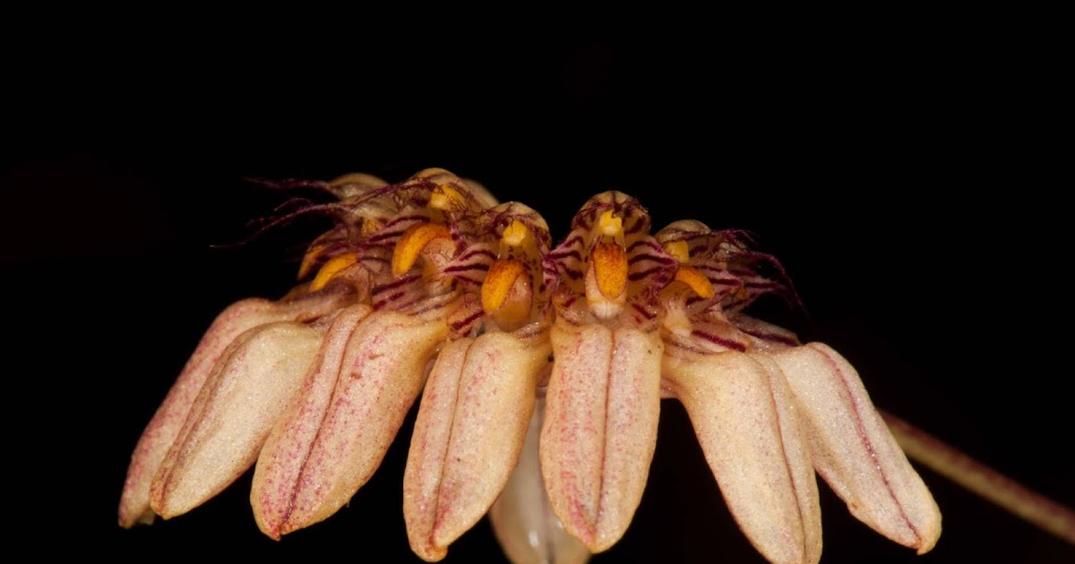 Bulbophyllum roxburghii