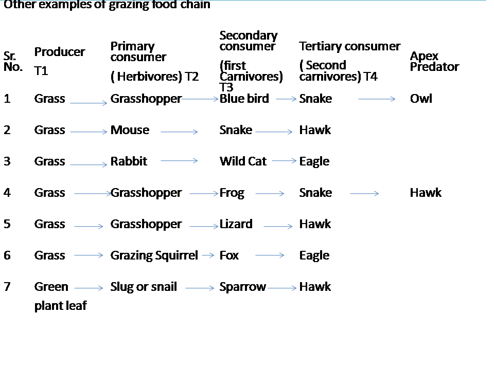 tmkzoomania: Trophic level/ Food chain/food web tmkzoomania: Trophic level/ Food chain/food web
