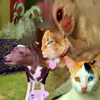 Abnormal Animals, Amazing.... - all about photo