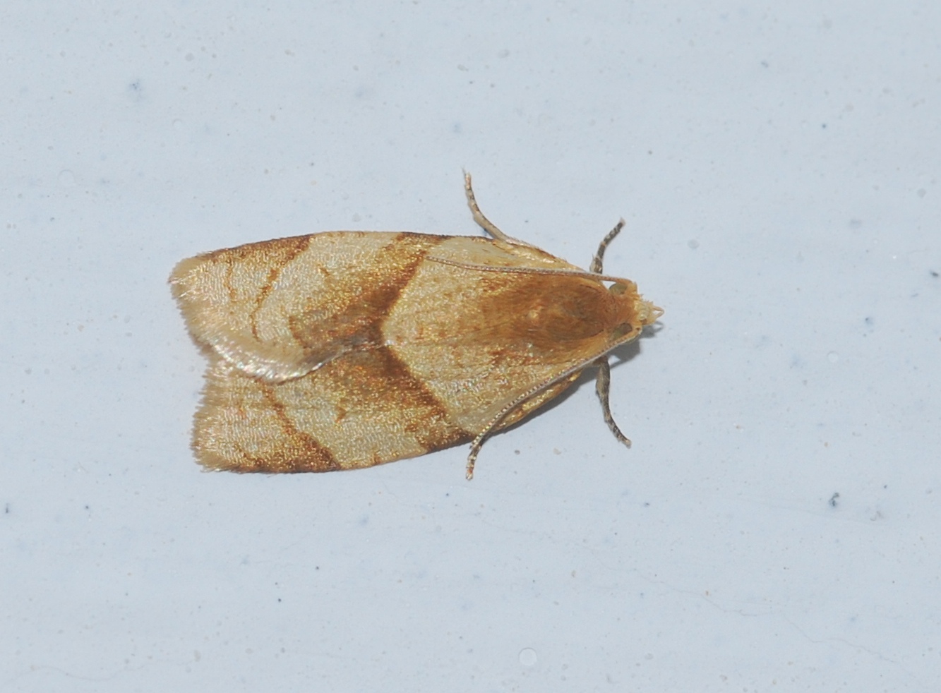 A Csapody Vera Növénybarát Kör blogja