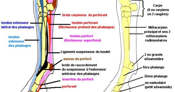 L'équitation plus qu'une pation , une vie: Apprendre le système ...