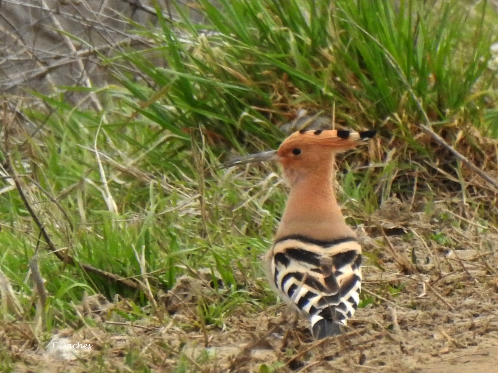 PASARI DIN ROMANIA: PUPAZA, Upupa epops
