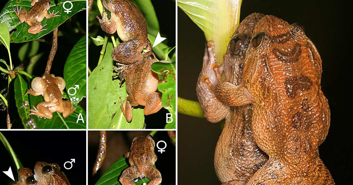 Species New to Science: [Herpetology • 2016] A Unique Mating Strategy ...