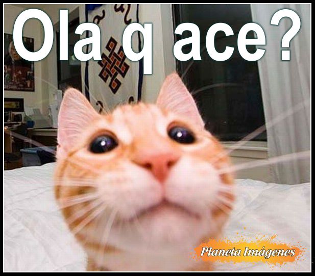 Gatito preguntando el que hacer cotidiano - Planeta Imágenes