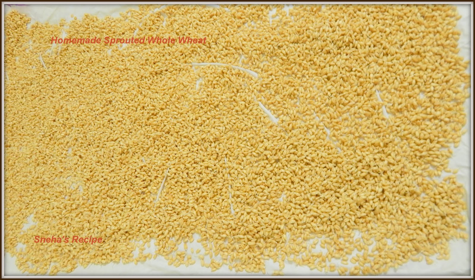 How To Sprout Whole Wheat Grains / Berries At Home - Sneha's Recipe