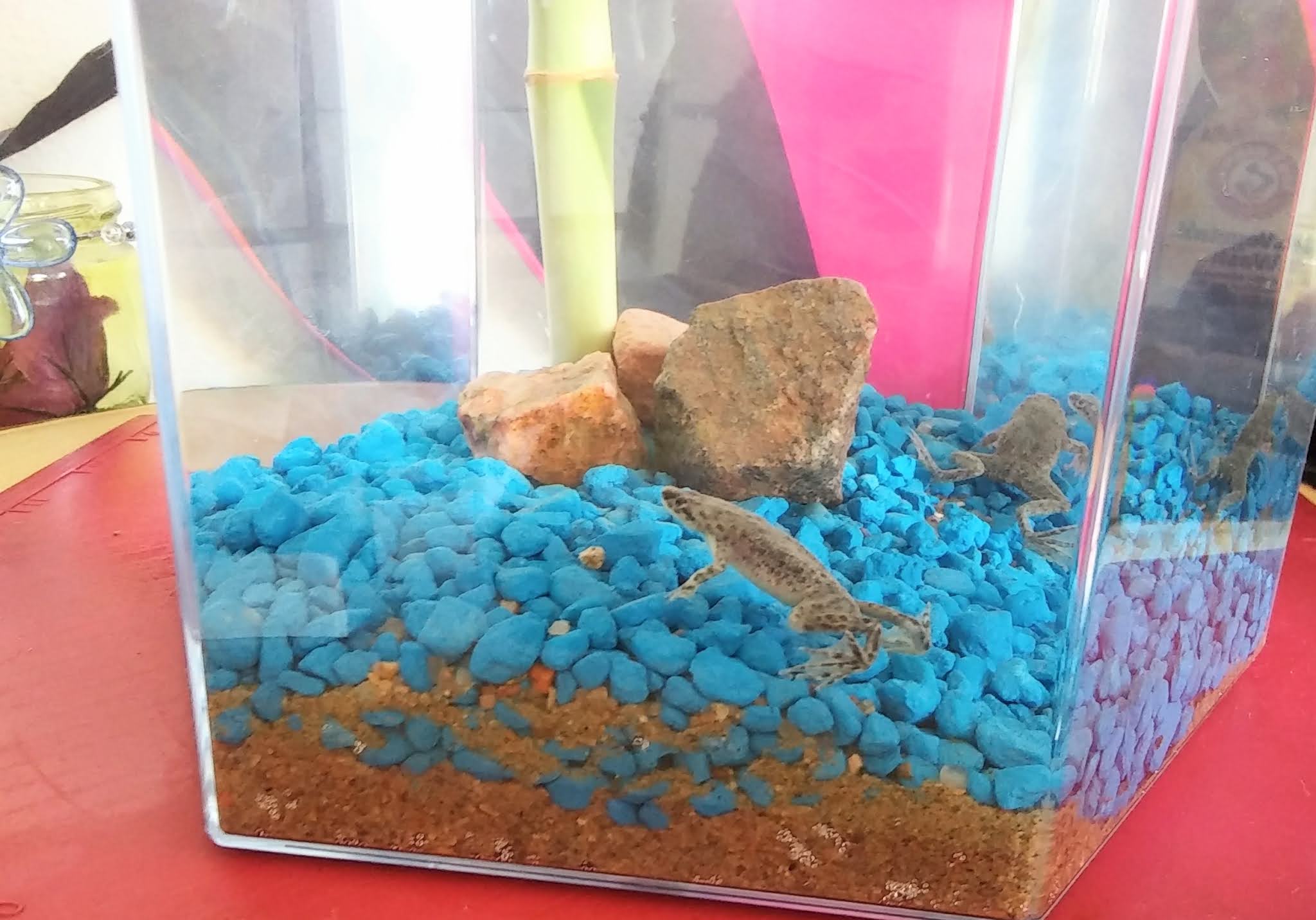 I discovered the perfect pet