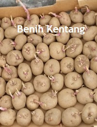 Anim Agro Technology: KENTANG - FAKTA MENANAM