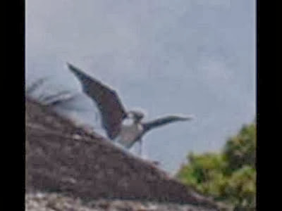 DUNIA MEMANG ANEH: 5 MAKHLUK MISTERI PALING DITAKUTI DI PHILIPPINES