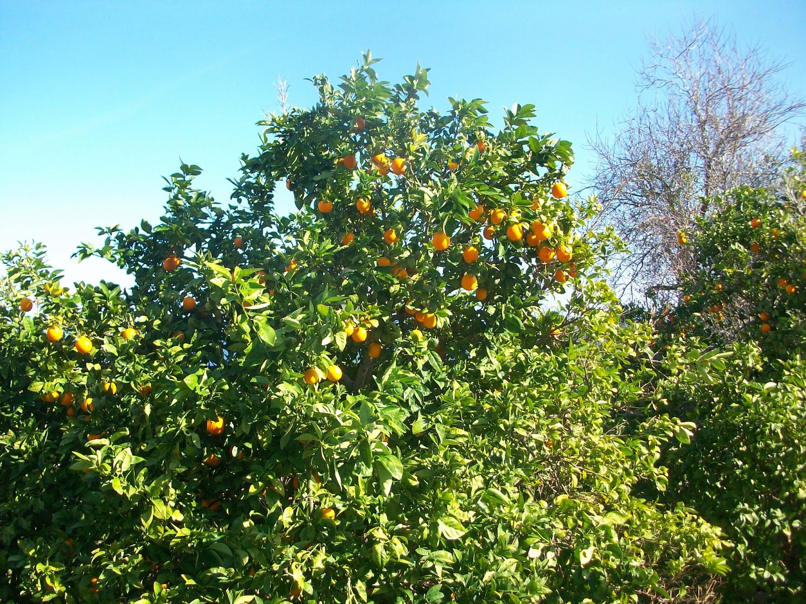 Gölge Gezgin: Cyprus Hiking 04 : Koruçam - Kayalar - Sadrazamköy