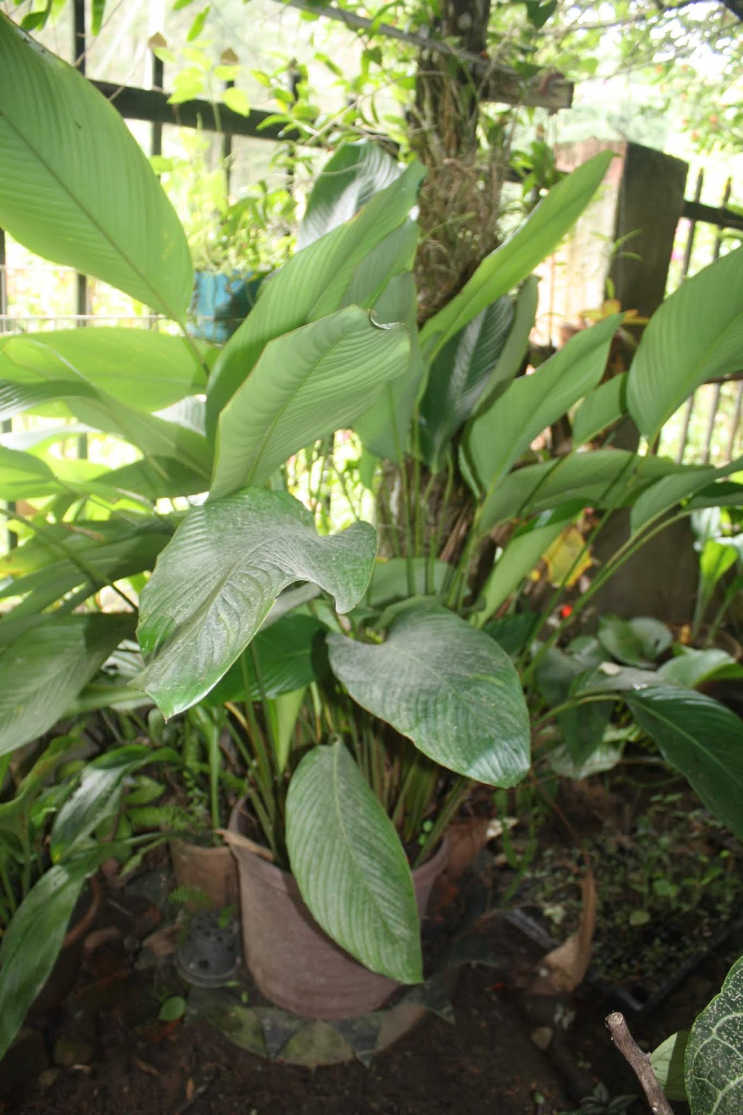 Koleksi Bunga Jenis Dedaun